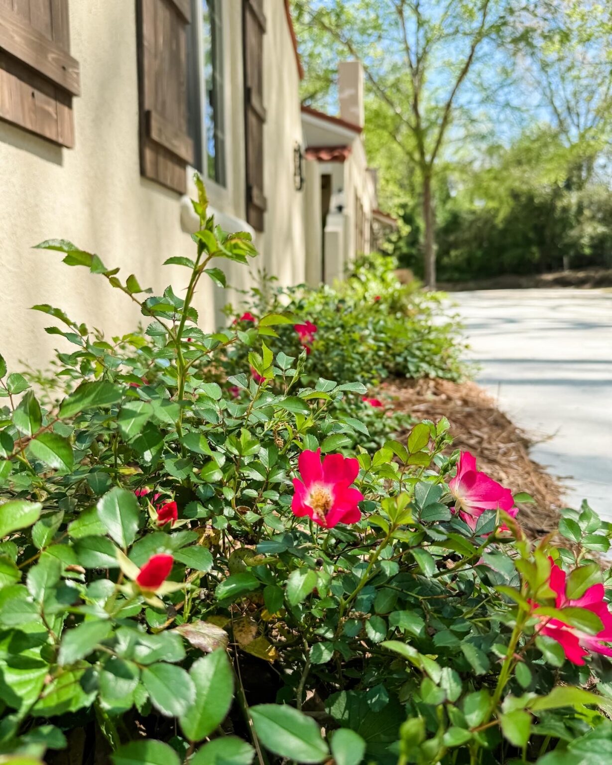 Knockout and Drift Roses: Effortless Elegance - Simply Southern Cottage