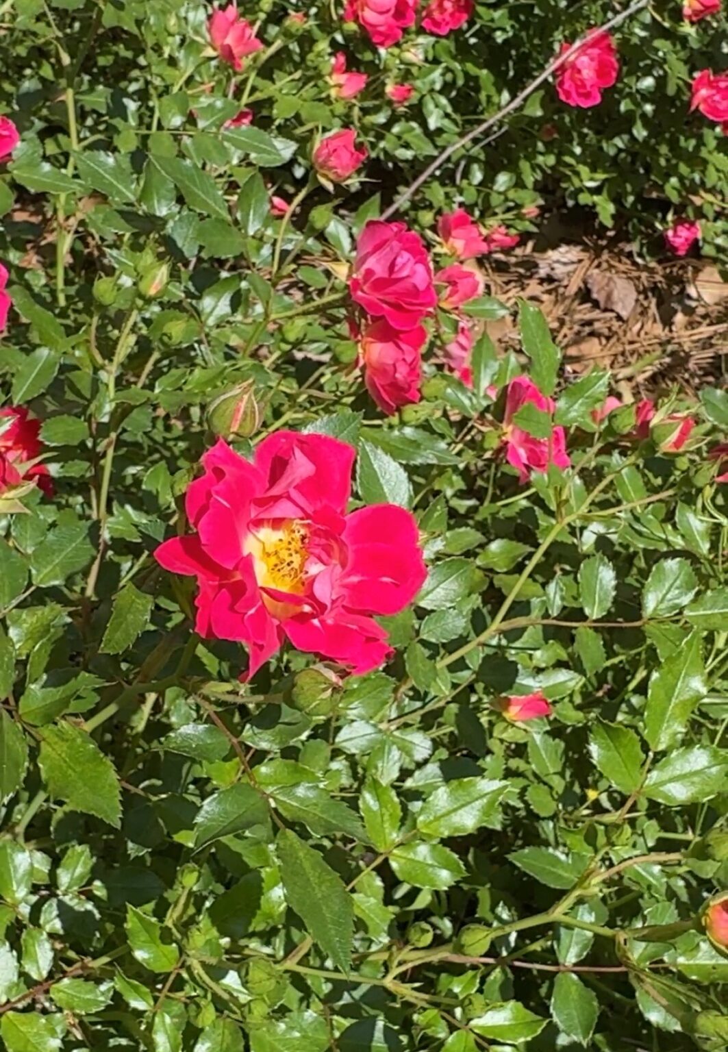 Knockout and Drift Roses: Effortless Elegance - Simply Southern Cottage