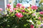 Knockout and Drift Roses: Effortless Elegance - Simply Southern Cottage