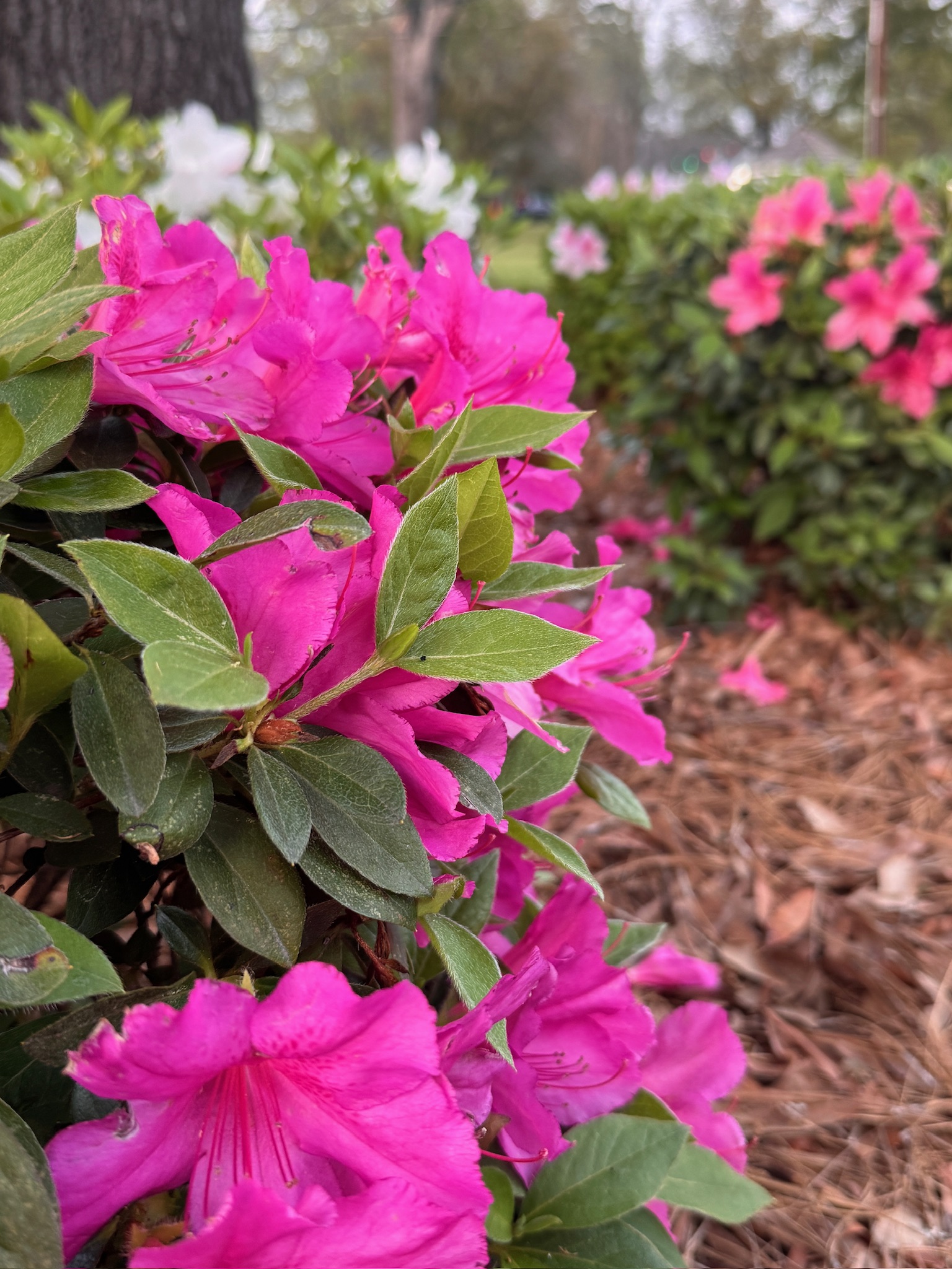 6 Reasons You Should Add Azaleas to Your Yard This Spring - Simply ...